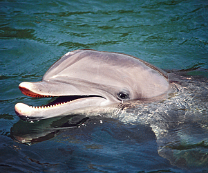 Delfine in Florida